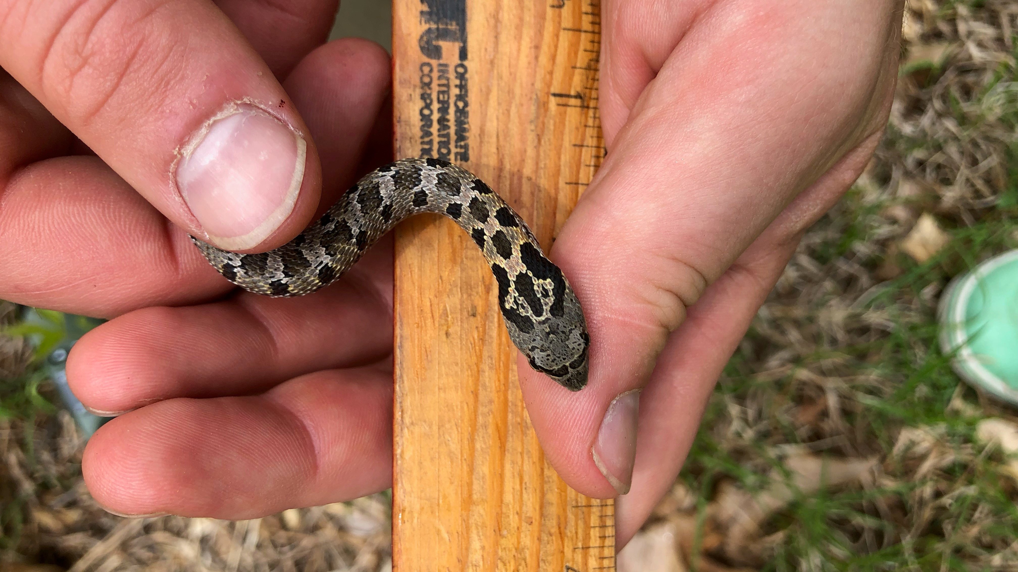 Baby Eastern Hognose Snake