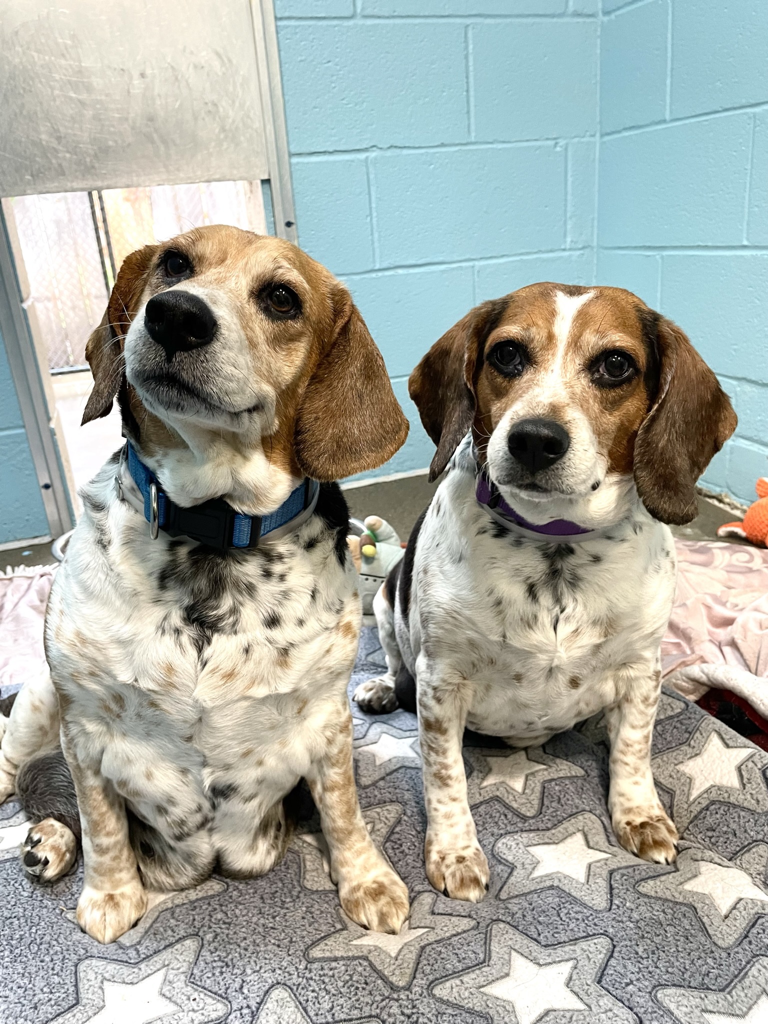 Are Beagles Better In Pairs