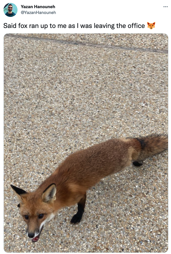 Norwegian Forest Cat Chasing Fox