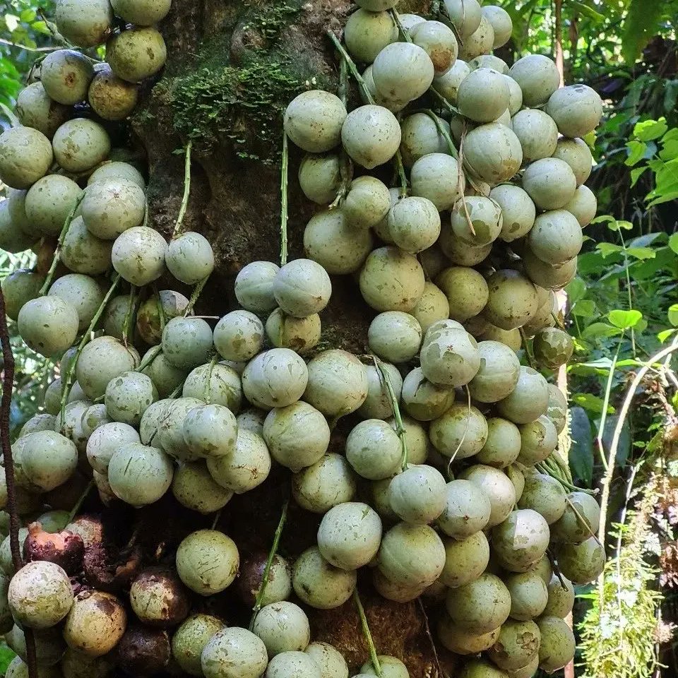 Pohon Duku Seperti Apa