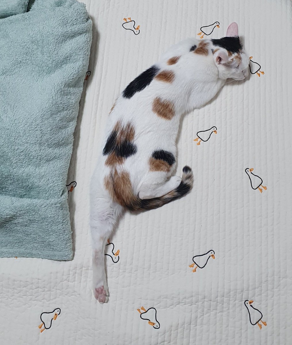 미라지🌥🎗 On Twitter Rt Hhjoyk 우리 고양이의 자는 모습이 쏘큐티깜찍말랑하다는 것을 널리널리 알리고 싶읍니다😍
