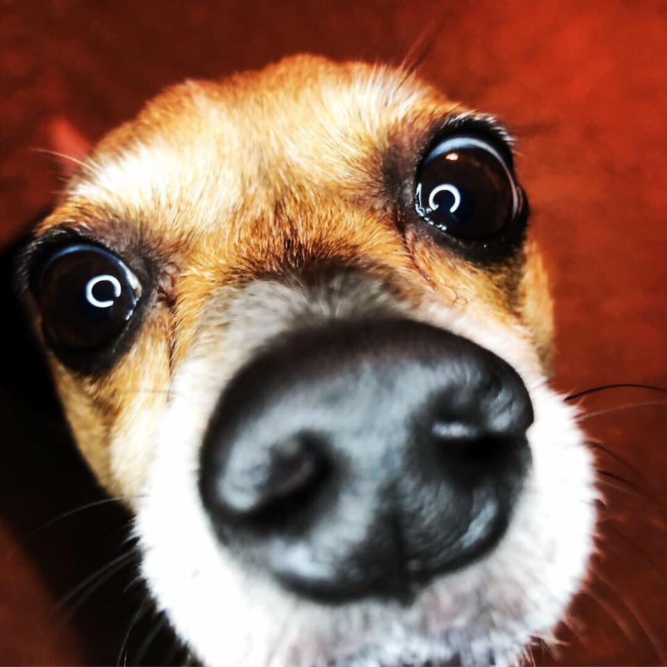 Can A Dog Be Born With Only One Testicle