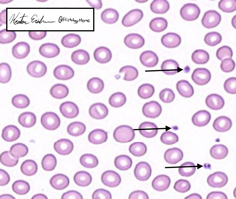 Platelets Histology