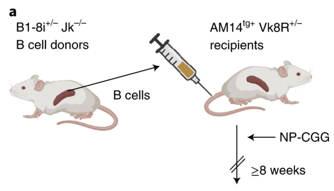 1/Day 2 of the B cell: T cell collaboration 🔑🪨 My favorite talk (by far ...