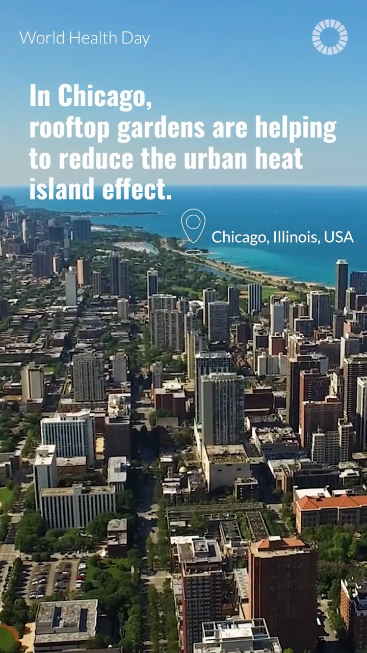 GoodBunny Society (@GoodBunny_NFT) / Twitter