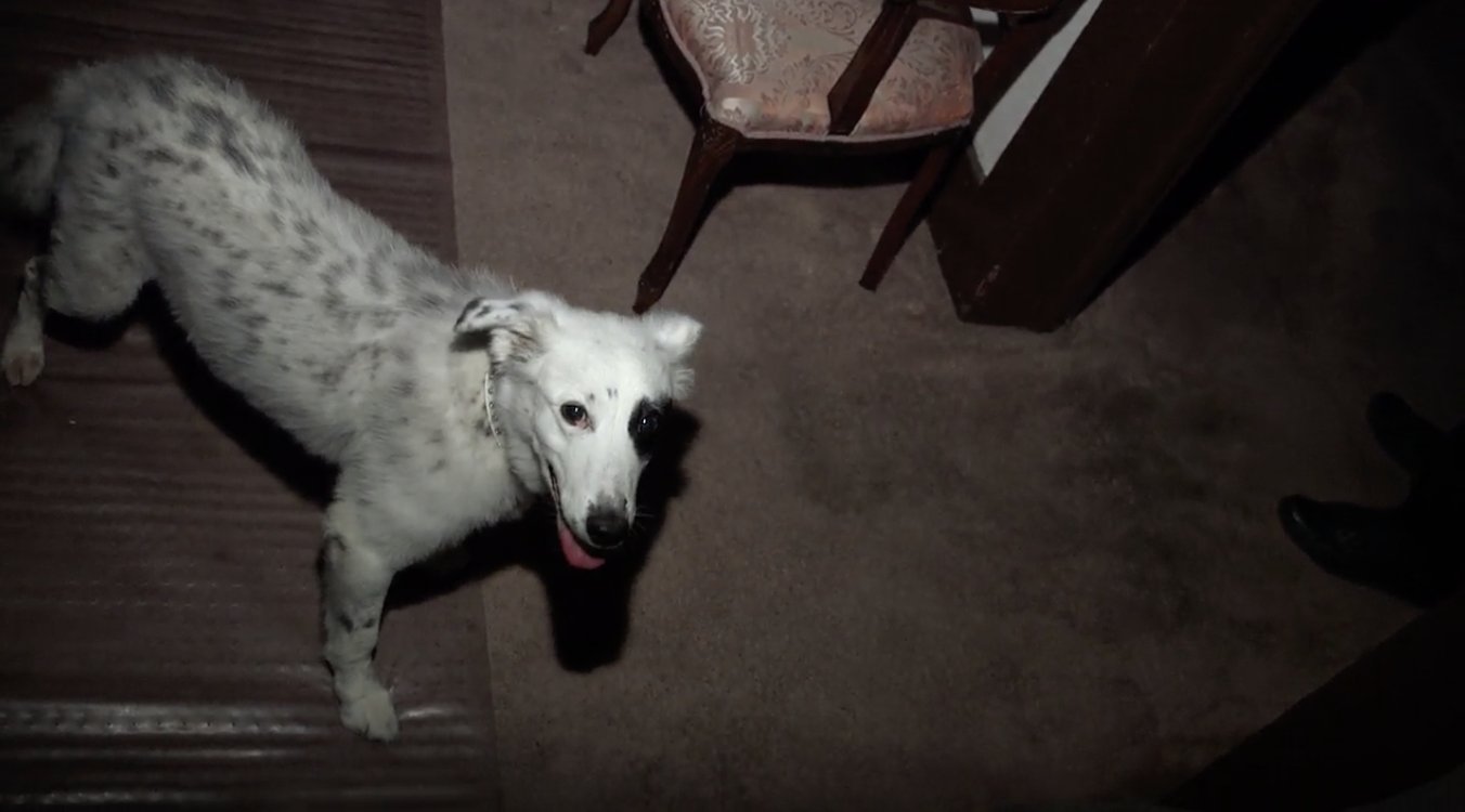 Real Paranormal Animals