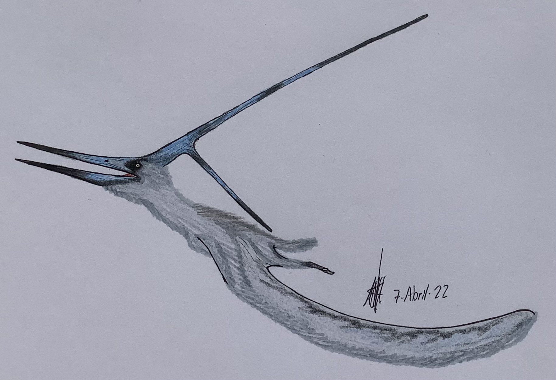 Nyctosaurus Gracilis