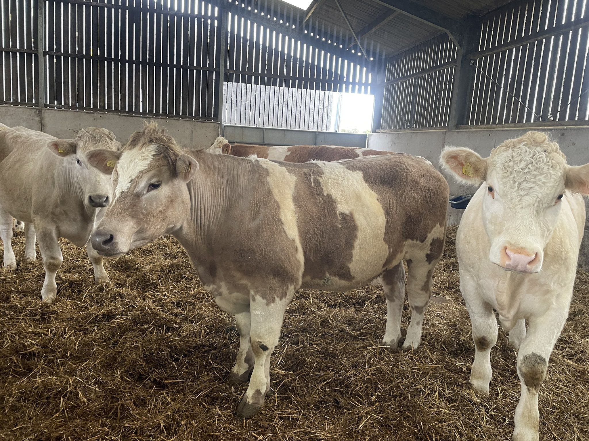 Charolais Cross Cattle