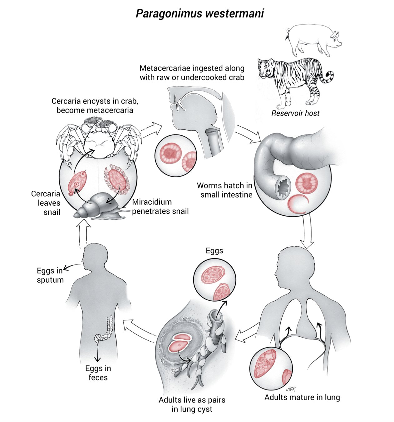 Paragonimus Westermani Life Cycle