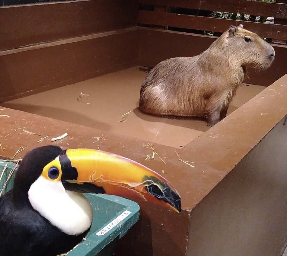 Capybaras on Twitter: "Friends with EVERYONE https://t.co/G6kFMmnesu" / Twitter