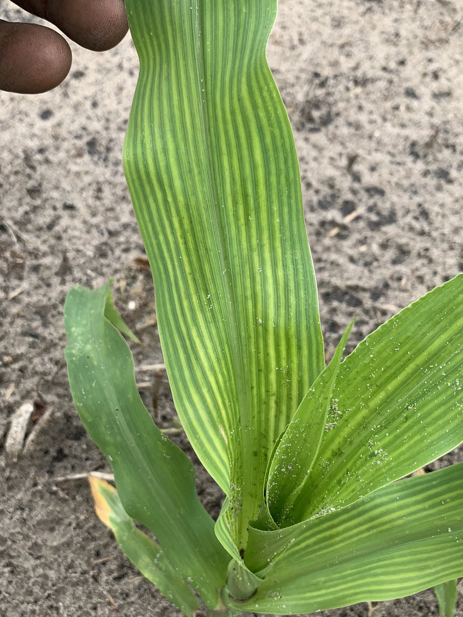 (1/2) The cool soil temperatures has affected nutrient uptake in corn ...