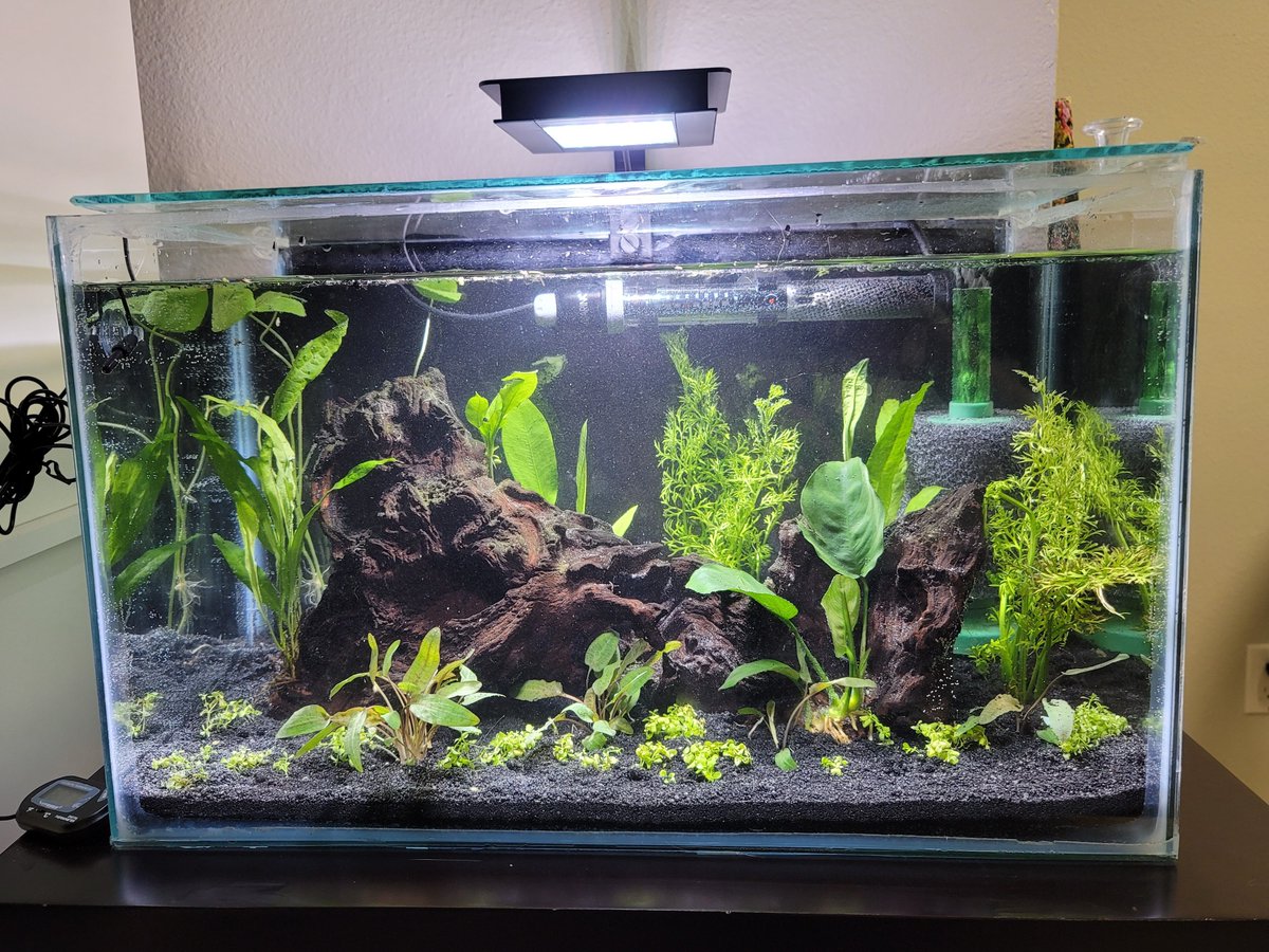 Just finished planting this 10 gallon! Can't wait to watch it grow 😍 🌸 ...