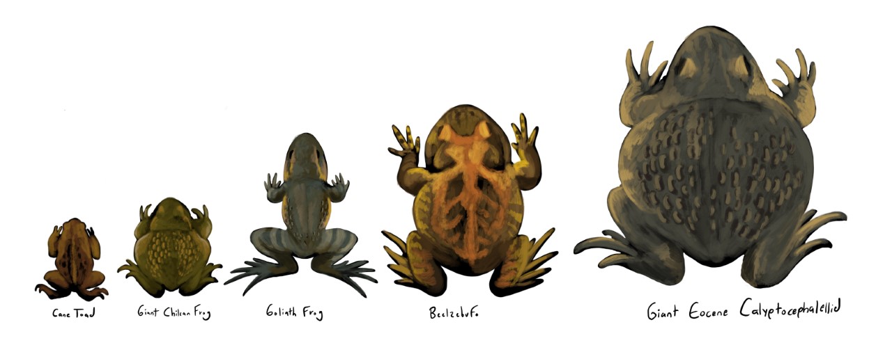 Biggest Goliath Frog In The World Got Frogs?