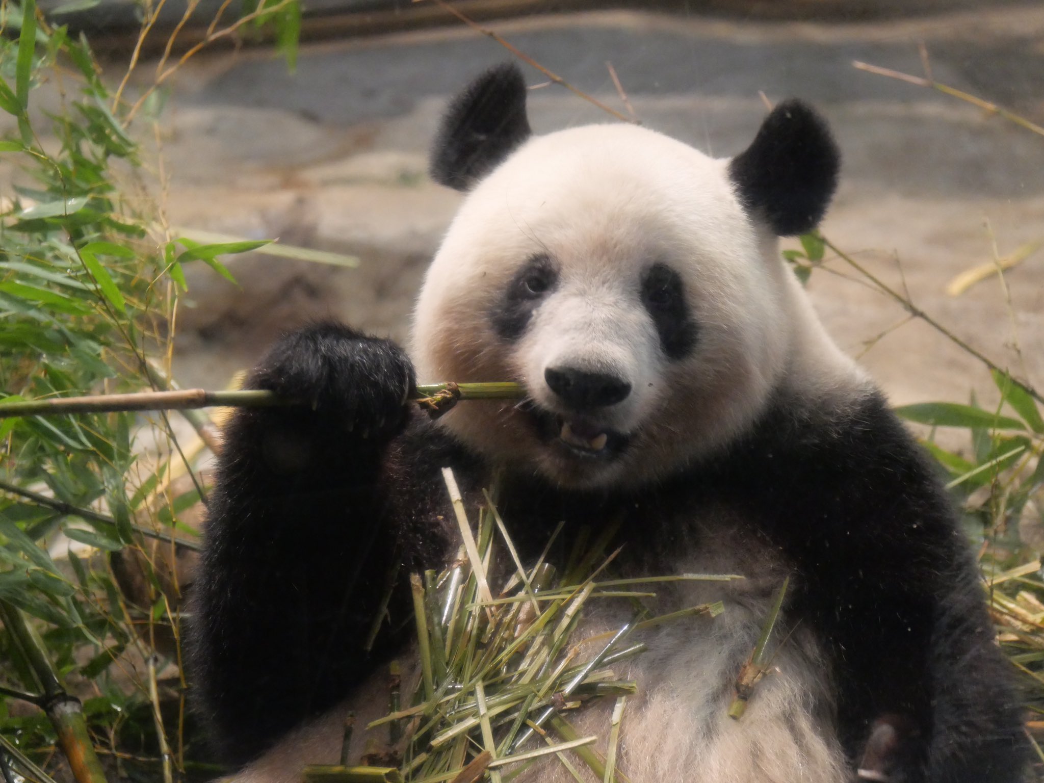 シャンちゃんLOVE on Twitter: "今日の上野詣で🐼🐼🐼🐼🌱③ 可愛かったシャンちゃん6周目 ️ 📷2022.04.21 thu 14:57 #シャンシャン #香香 ...