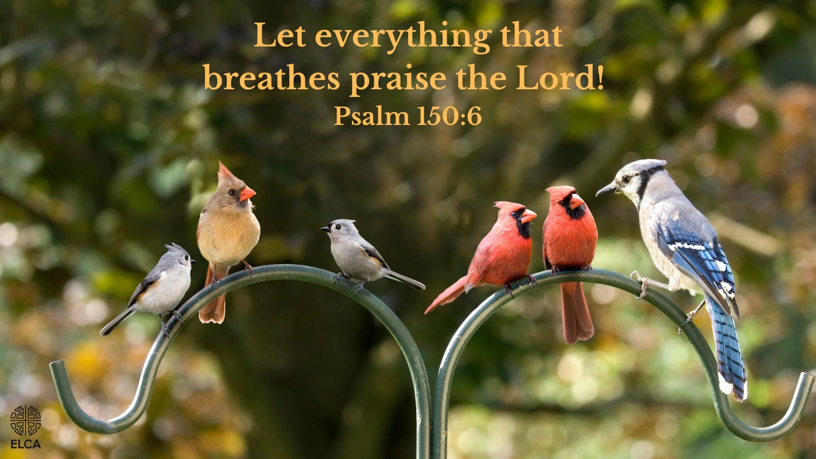 Let Everything That Has Breath Praise The Lord Wallpaper