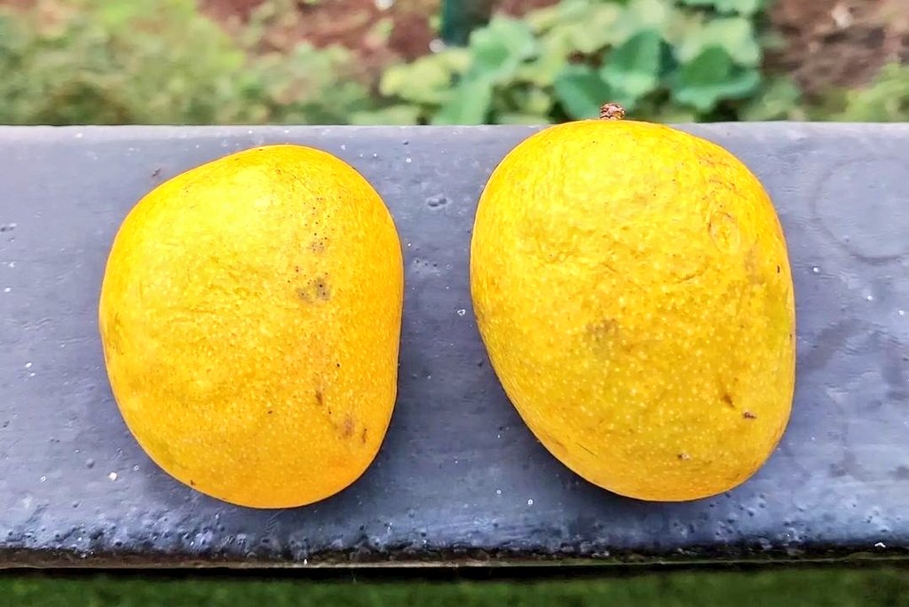 Mango Mania continues with a small thread 🧵 Its Mango season here in ...