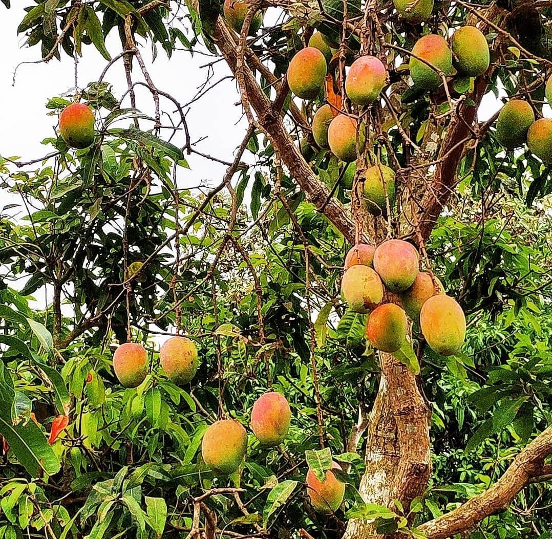 Mango Mania continues with a small thread 🧵 Its Mango season here in ...