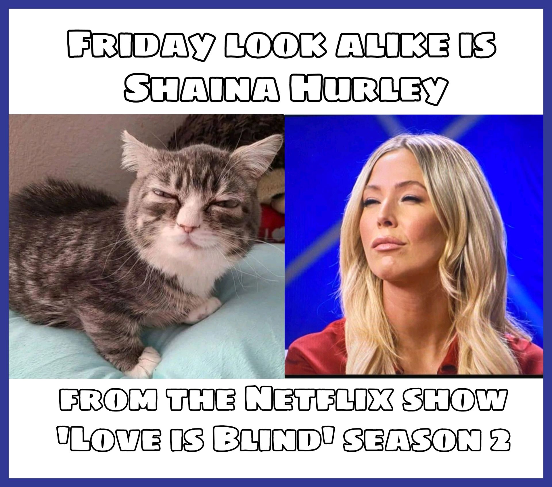 Shaina Memes 238 | HP Memes That Are Funny And Random | Quotev