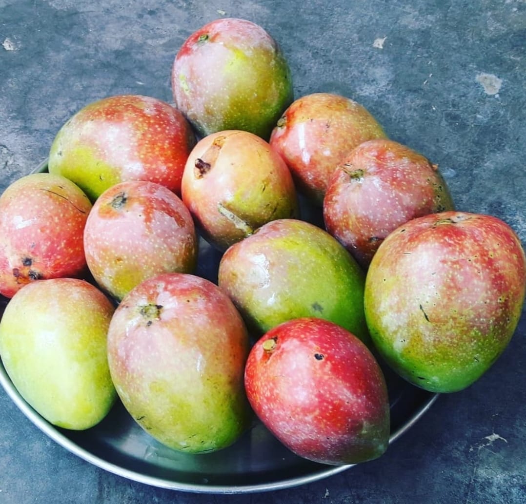 Mango Mania continues with a small thread 🧵 Its Mango season here in ...