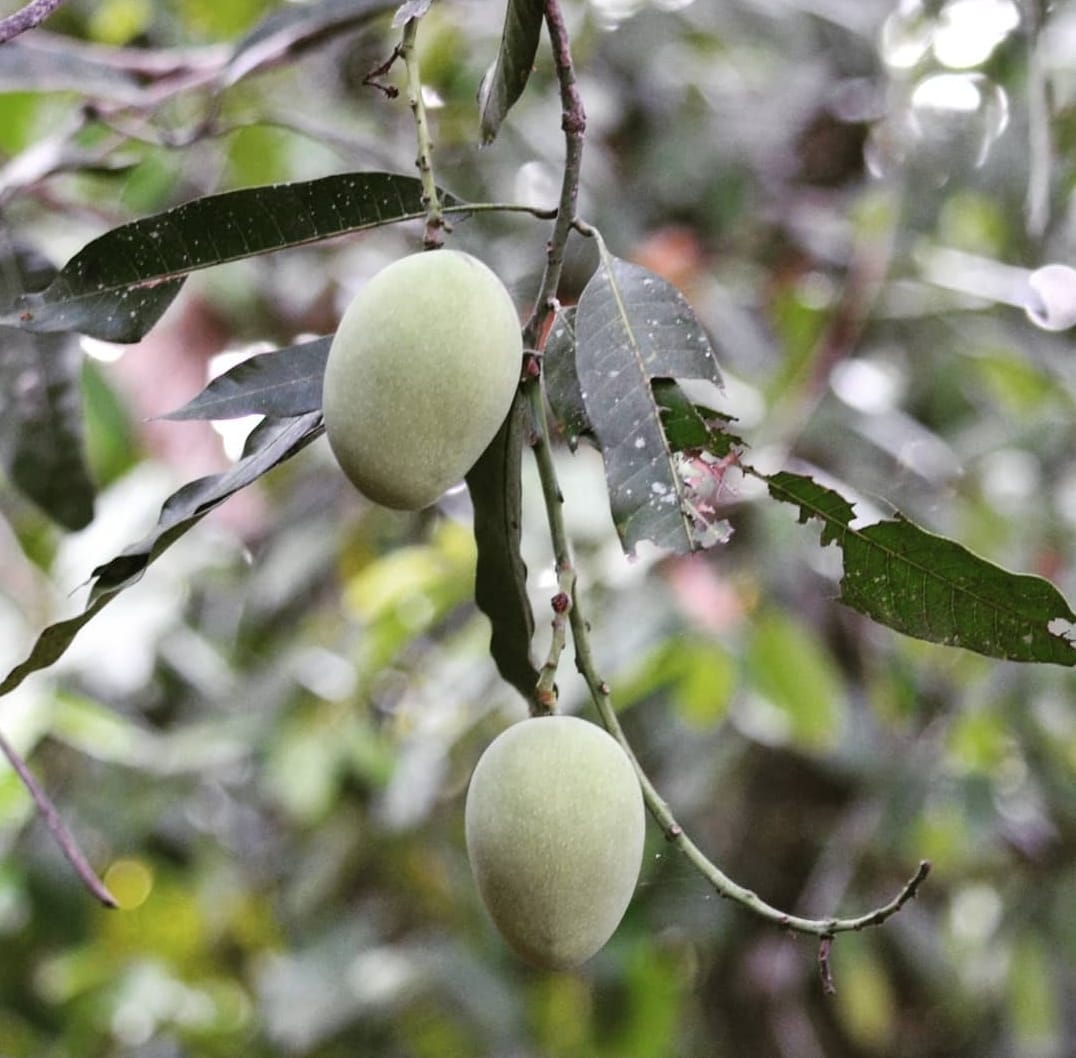 Mango Mania continues with a small thread 🧵 Its Mango season here in ...