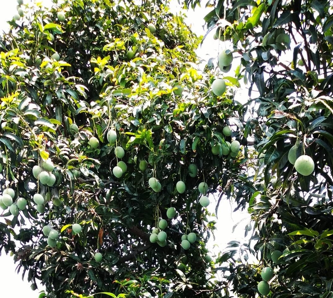 Mango Mania continues with a small thread 🧵 Its Mango season here in ...