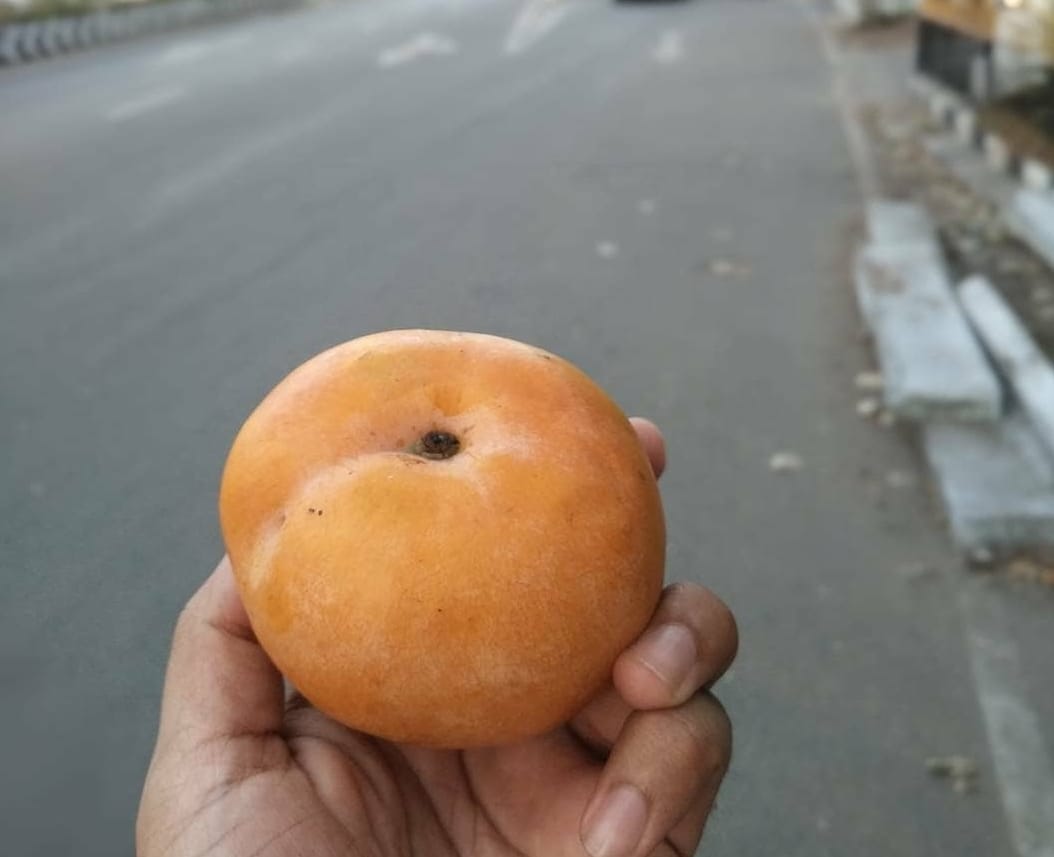 Mango Mania continues with a small thread 🧵 Its Mango season here in ...