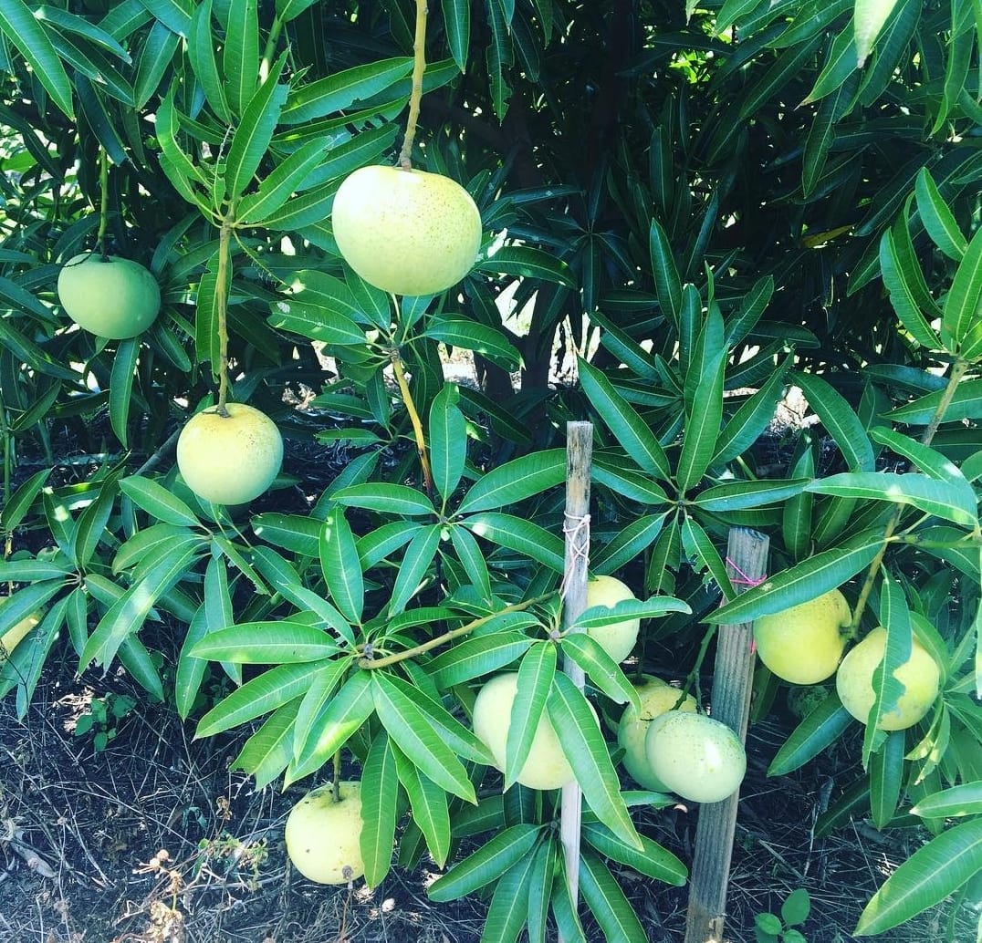 Mango Mania continues with a small thread 🧵 Its Mango season here in ...