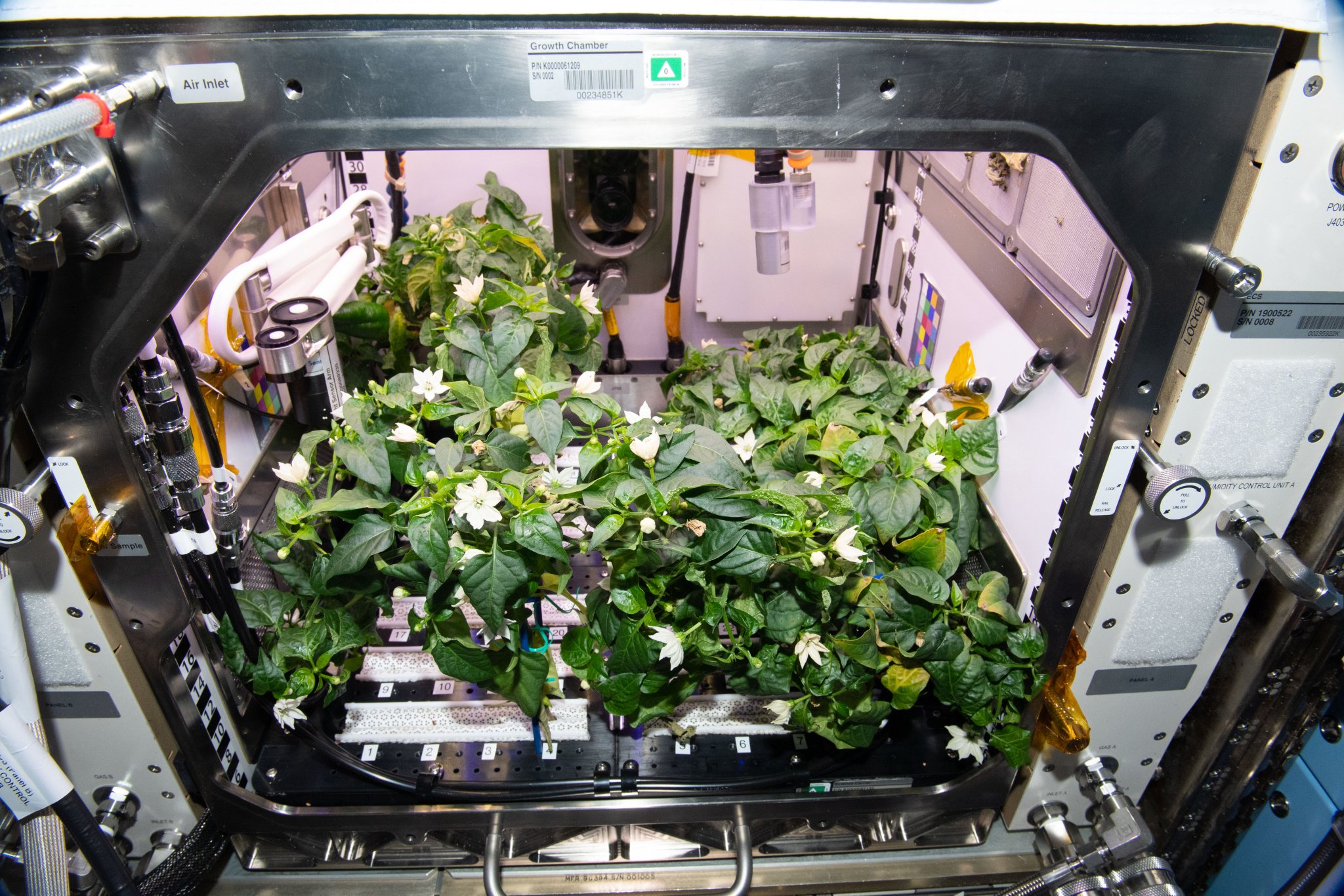 NASA Space Science on Twitter: "Shoutout to plants for helping us ...