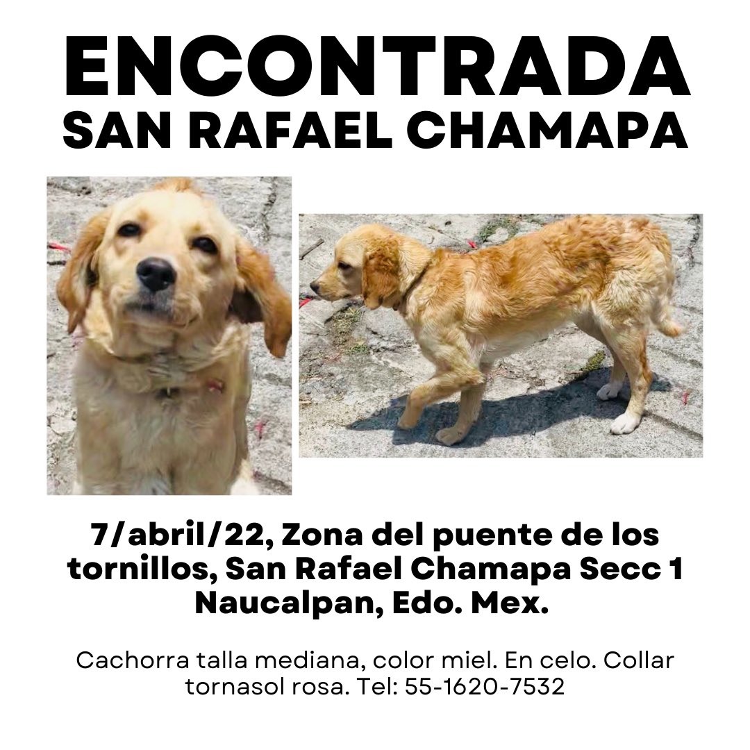 Mascotas Sismo on Twitter: "#Encontrada Cachorra talla mediana, color miel. Collar tornasol rosa ...