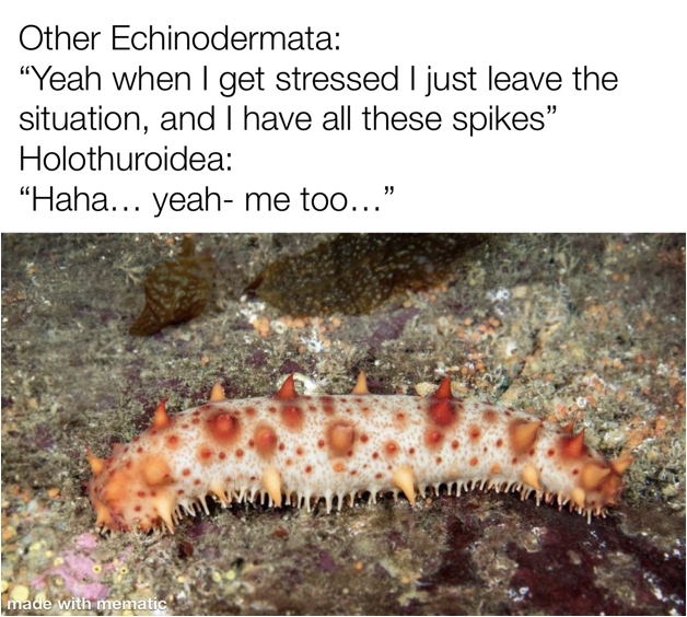 Sea Cucumber Memes Sea Cucumbers Memes And Images Imgur