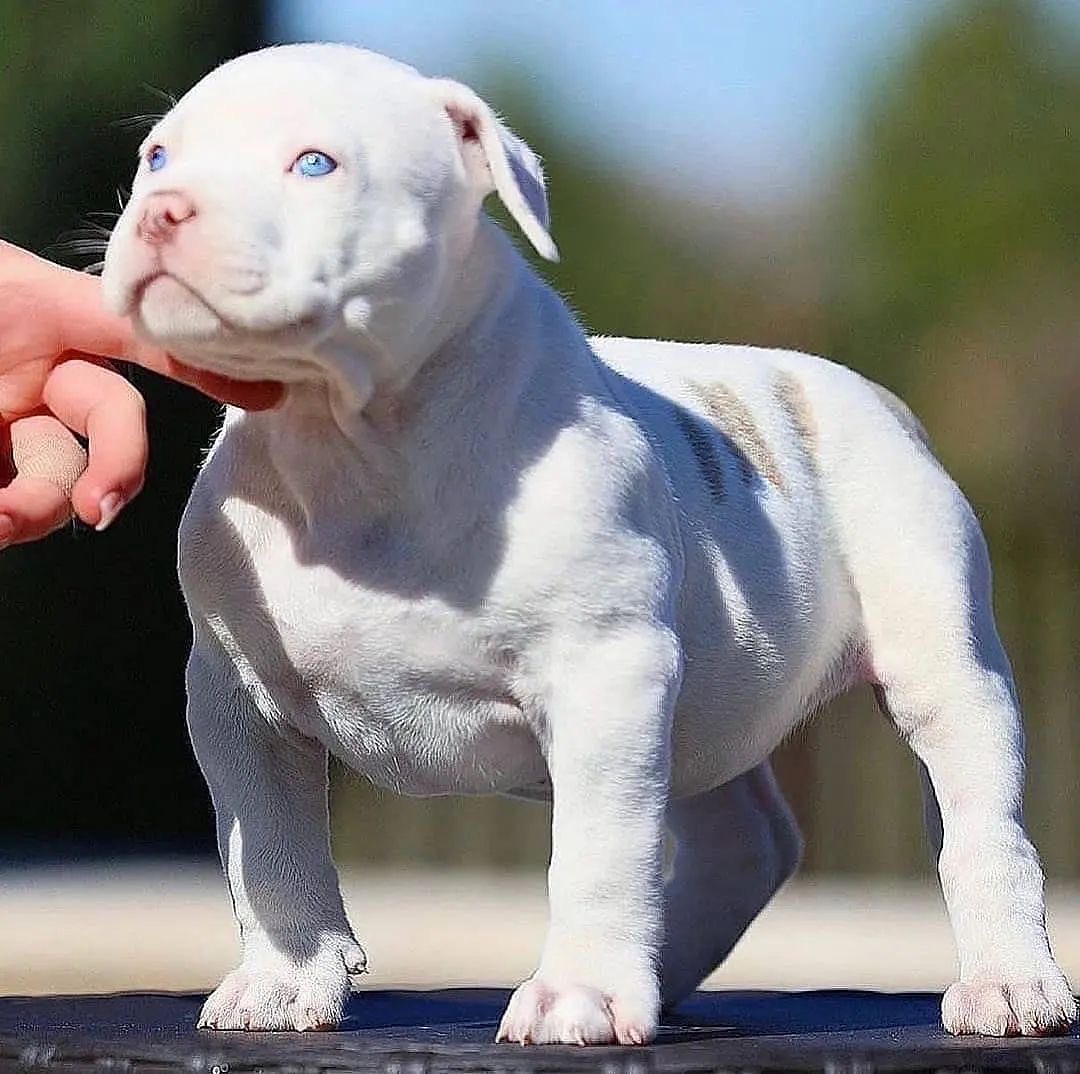 White Bully Pitbulls Puppies