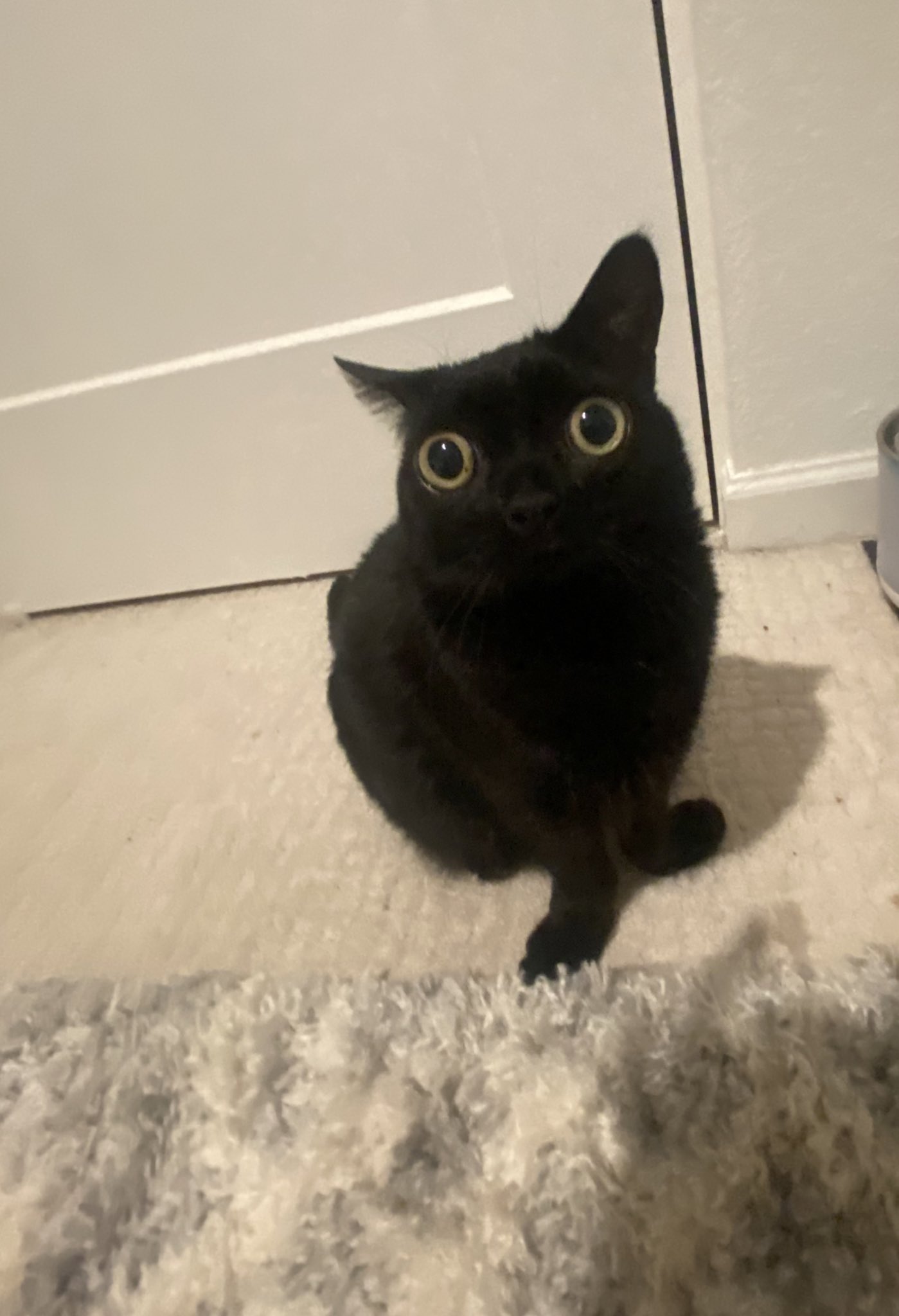 Jinx 🐈‍⬛ On Twitter She Looks Like She Drinks Redbull And Gasoline