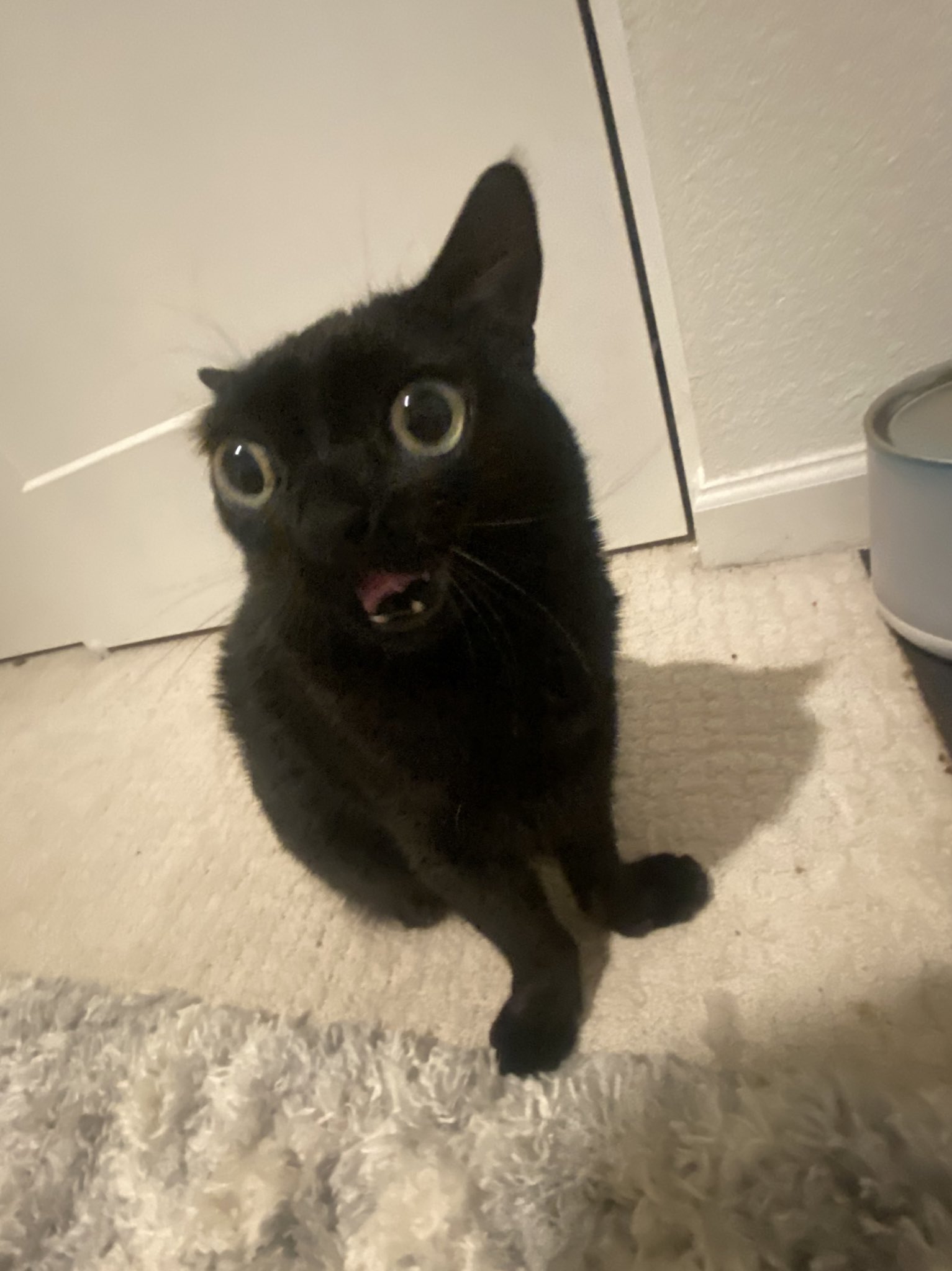 Jinx 🐈‍⬛ On Twitter She Looks Like She Drinks Redbull And Gasoline