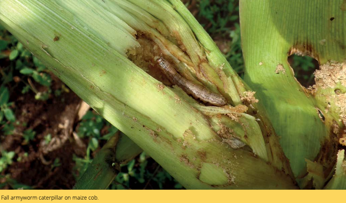 Identification of Push-Pull companion crop volatiles that repel fall ...
