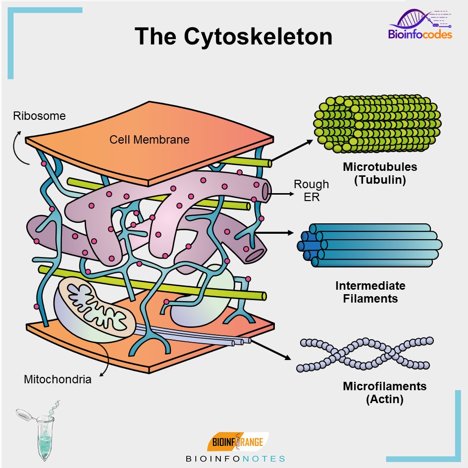 Cytoskeleton In Cell