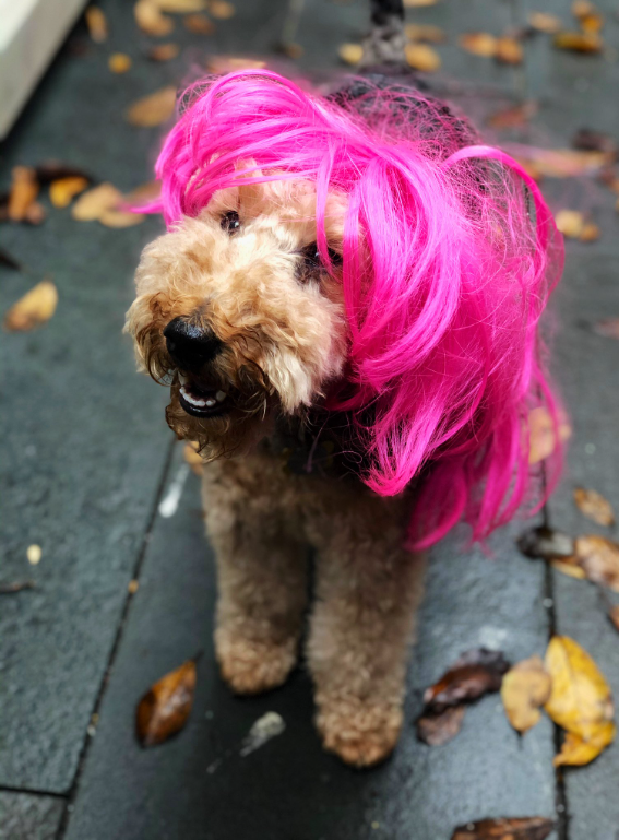 How To Dye Poodle Hair With Kool Aid