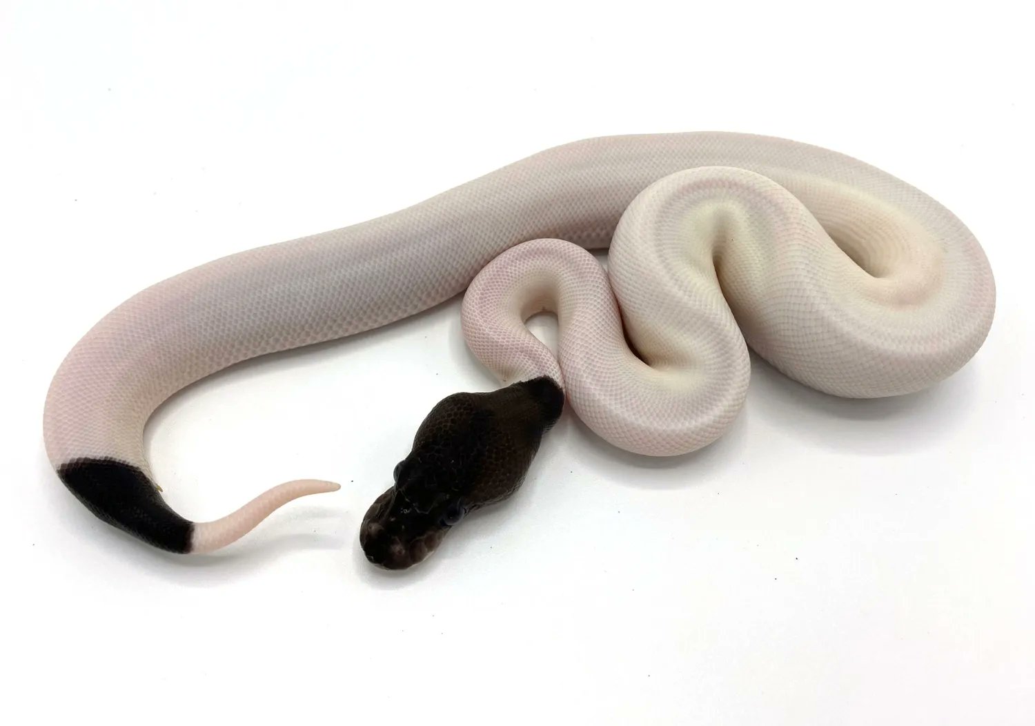 Panda Pied Ball Python