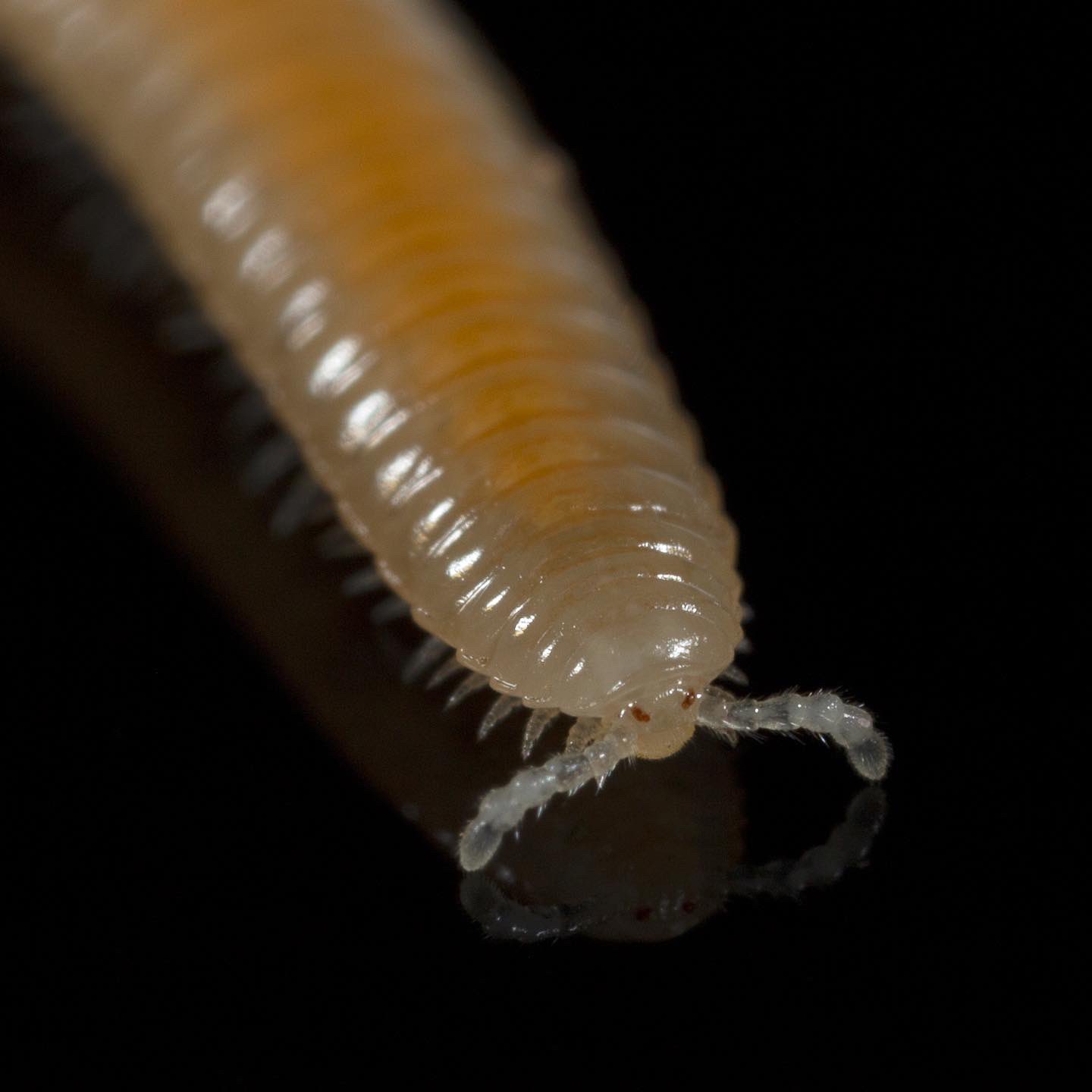 Baby Millipede