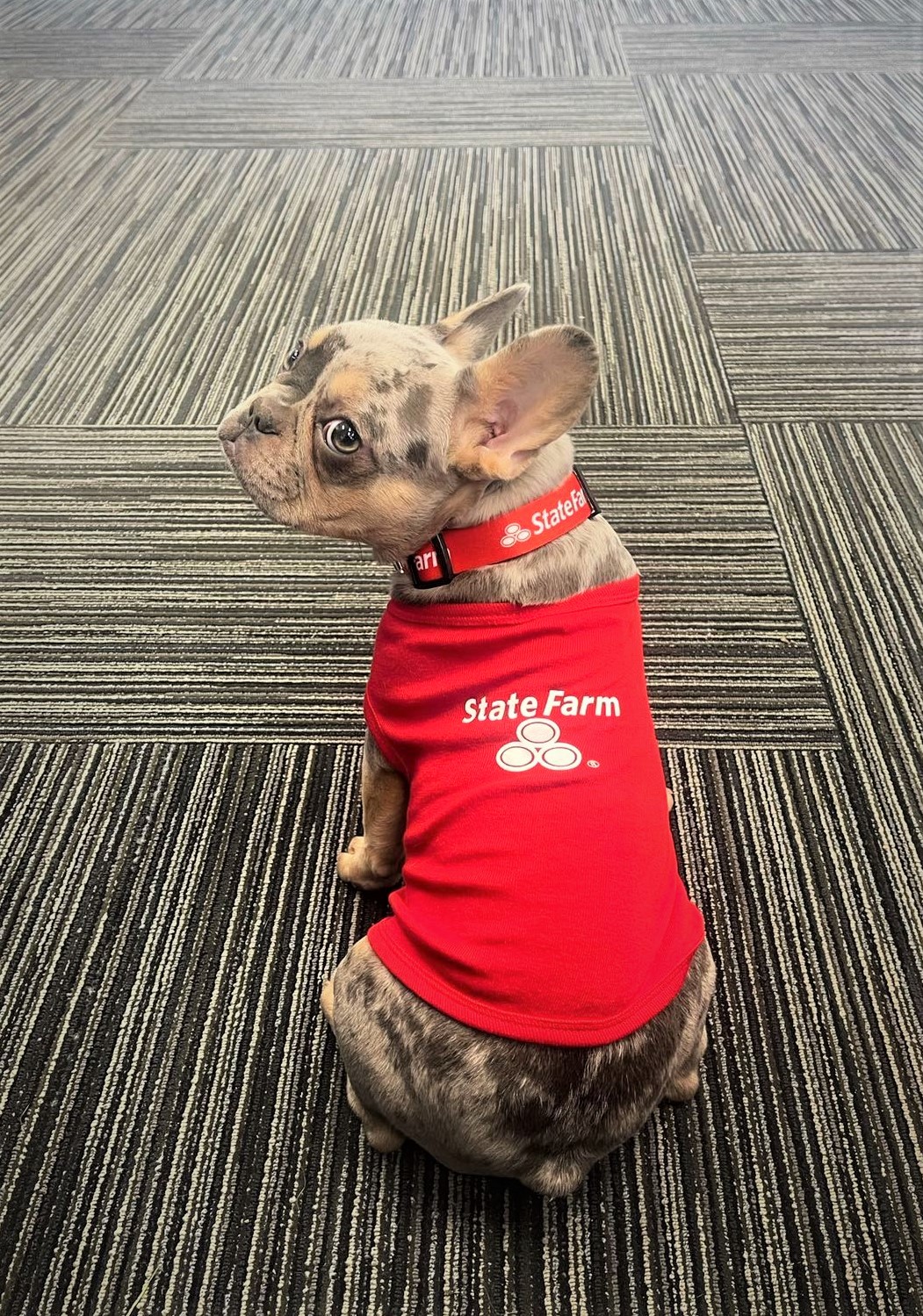 State Farm Cat