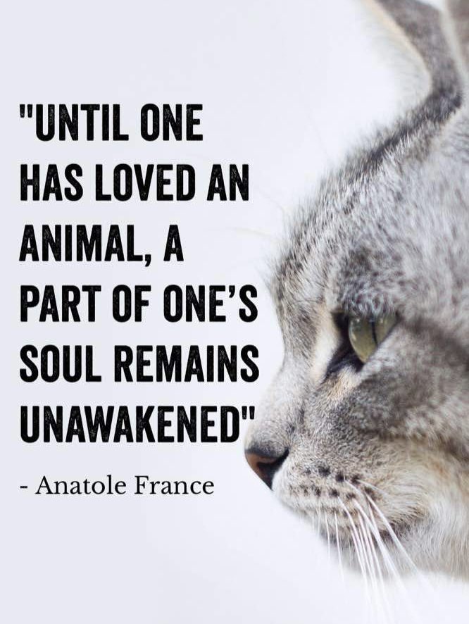 Happy Pictures Of Animals With Quotes