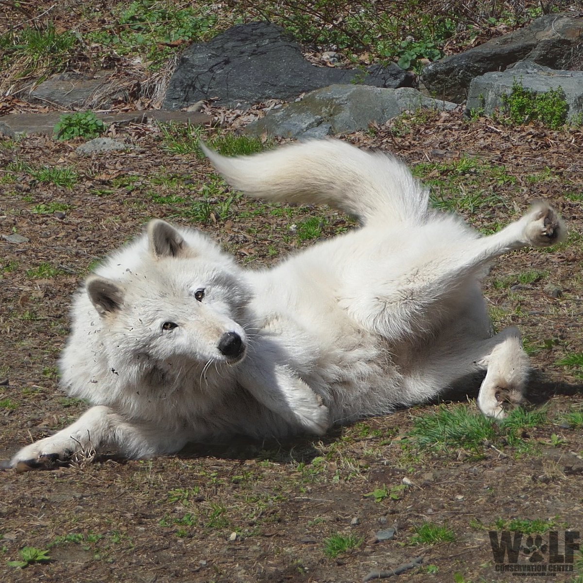Wolf Laying On Back