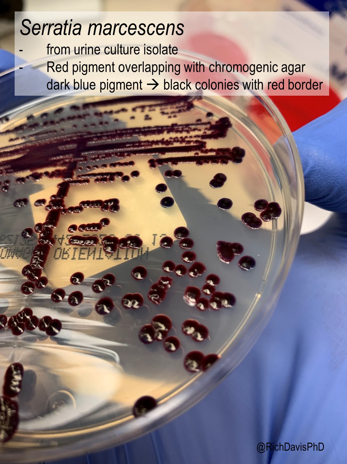 Serratia Marcescens Streak Plate