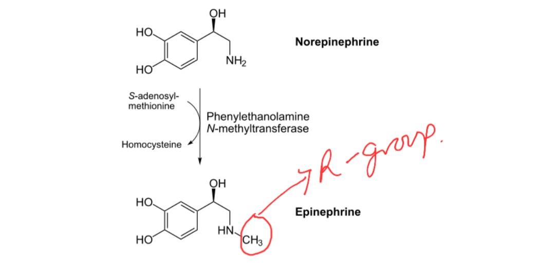 Noradrenaline Structure
