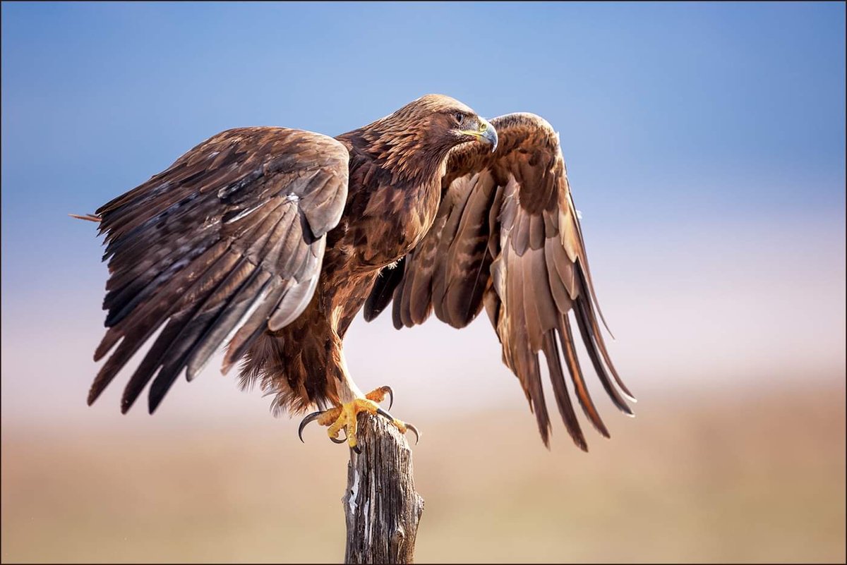 Golden Eagle Landing