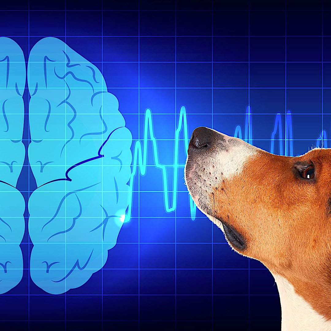 Tech Insider On Twitter These Service Dogs Are Trained To Detect tech-insider-on-twitter-these-service-dogs-are-trained-to-detect