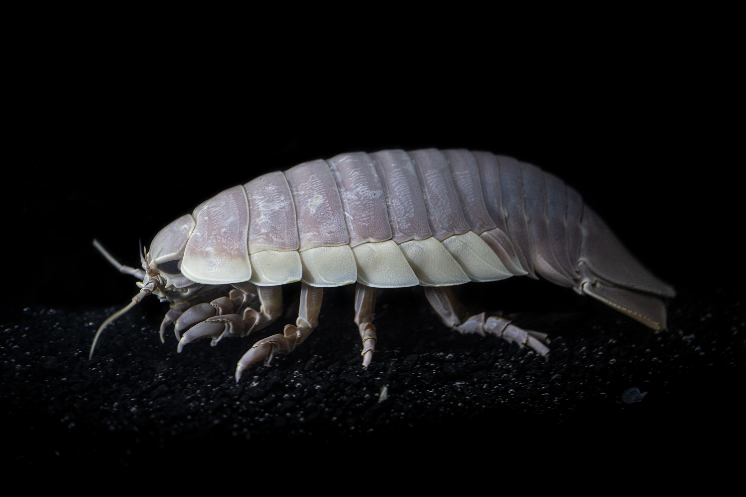 Isopod The Bay