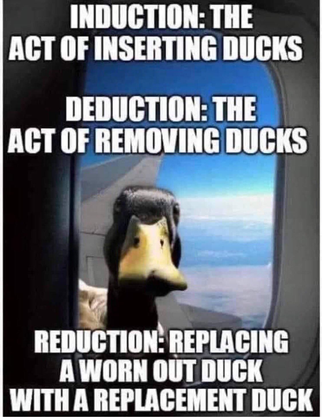 Blue Duck Memes