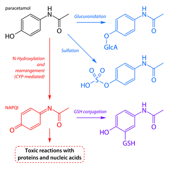 Acetaminophen Toxicity Mechanism