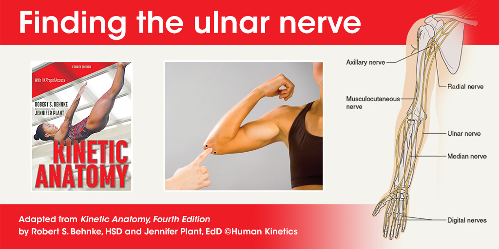 Olecranon Process Of Ulna