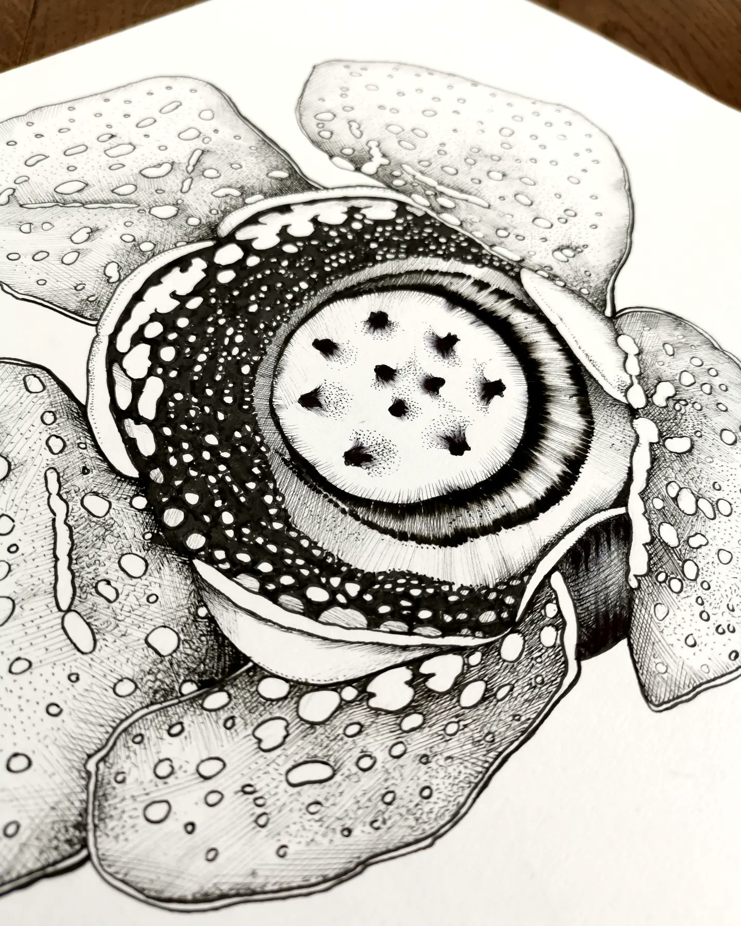 Rafflesia Drawing